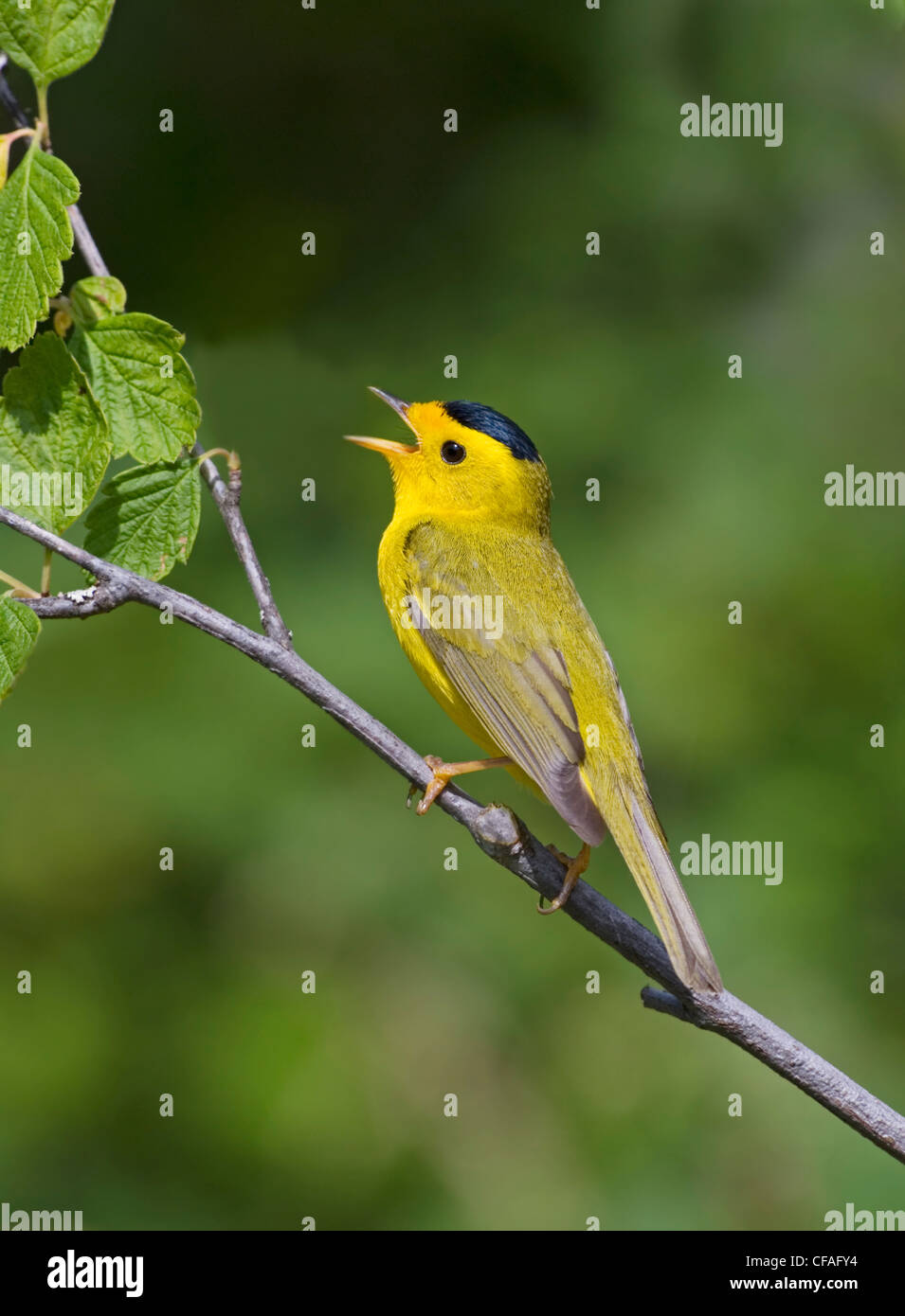 Wilson's Warbler (Wilsonia pusilla), Canada Stock Photo - Alamy