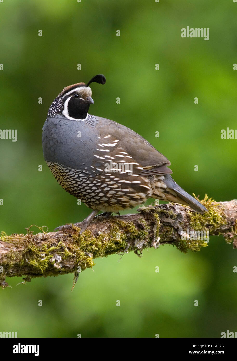 California Quail (Callipepla californica), Canada Stock Photo - Alamy
