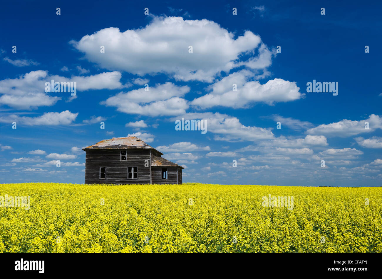abandoned farm house in canola field with cumulus clouds in the sky ...