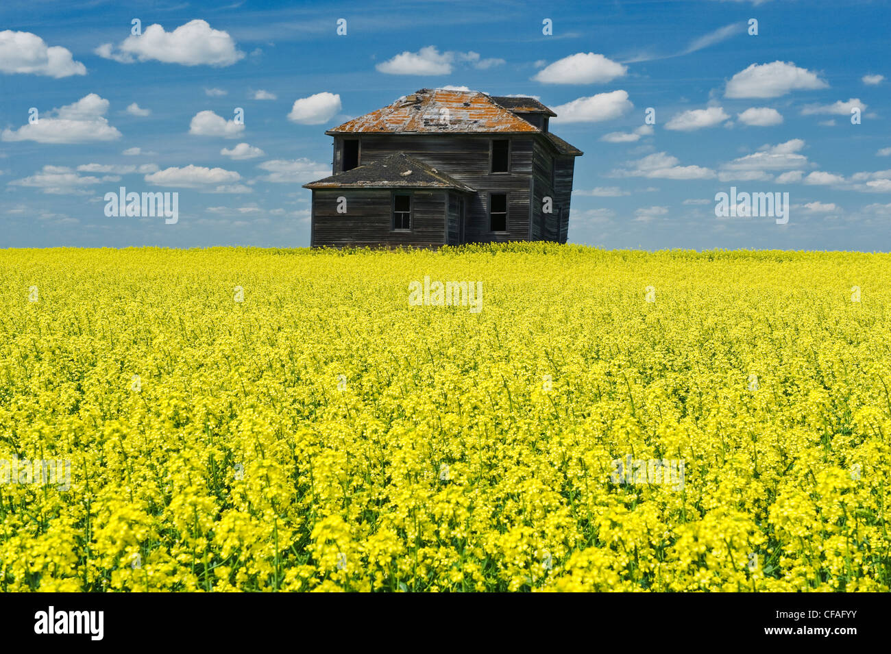 Canola field in scenic saskatchewan hi-res stock photography and images ...