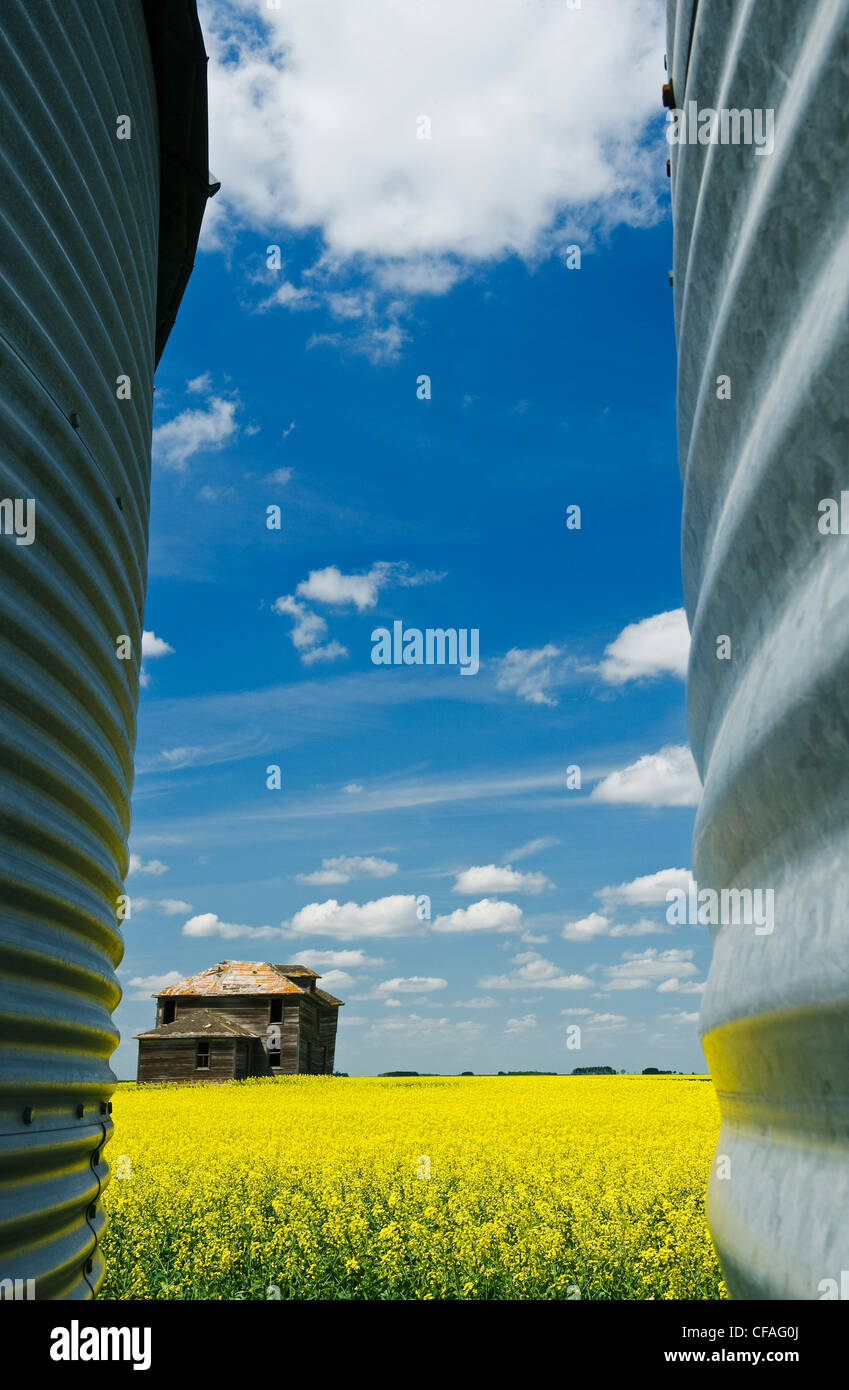 abandoned farm house in canola field with cumulus clouds in the sky ...