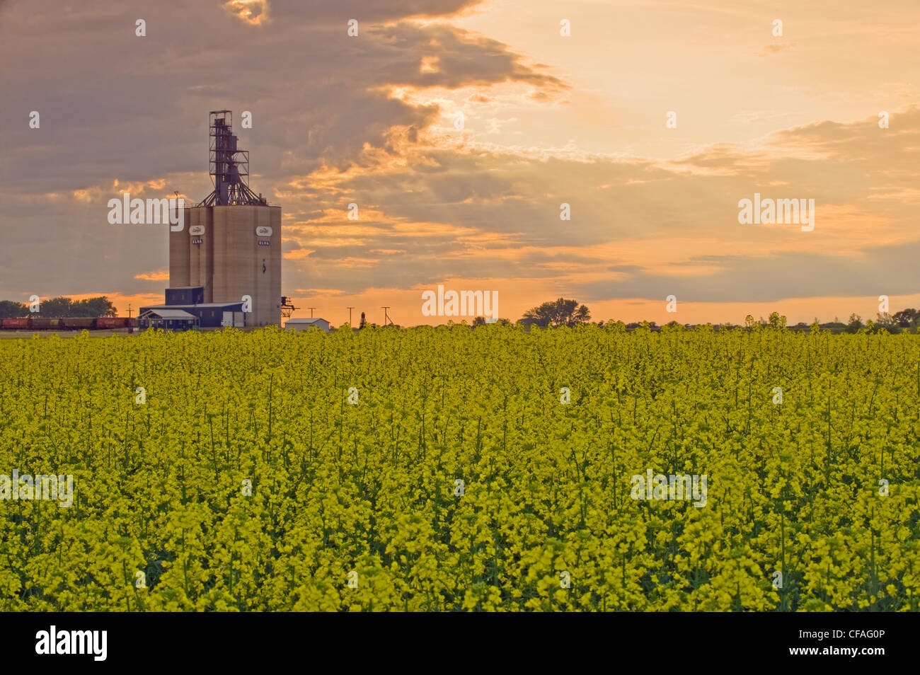 a blooming canola field with an inland grain terminal in the background ...