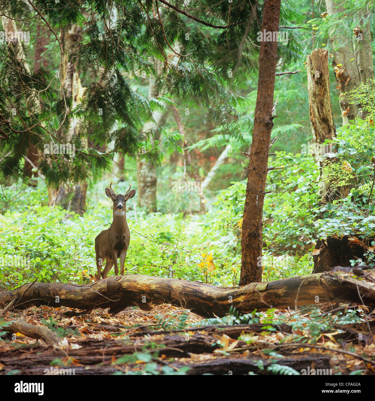 Odocoileus hemionus columbianus male hi-res stock photography and ...
