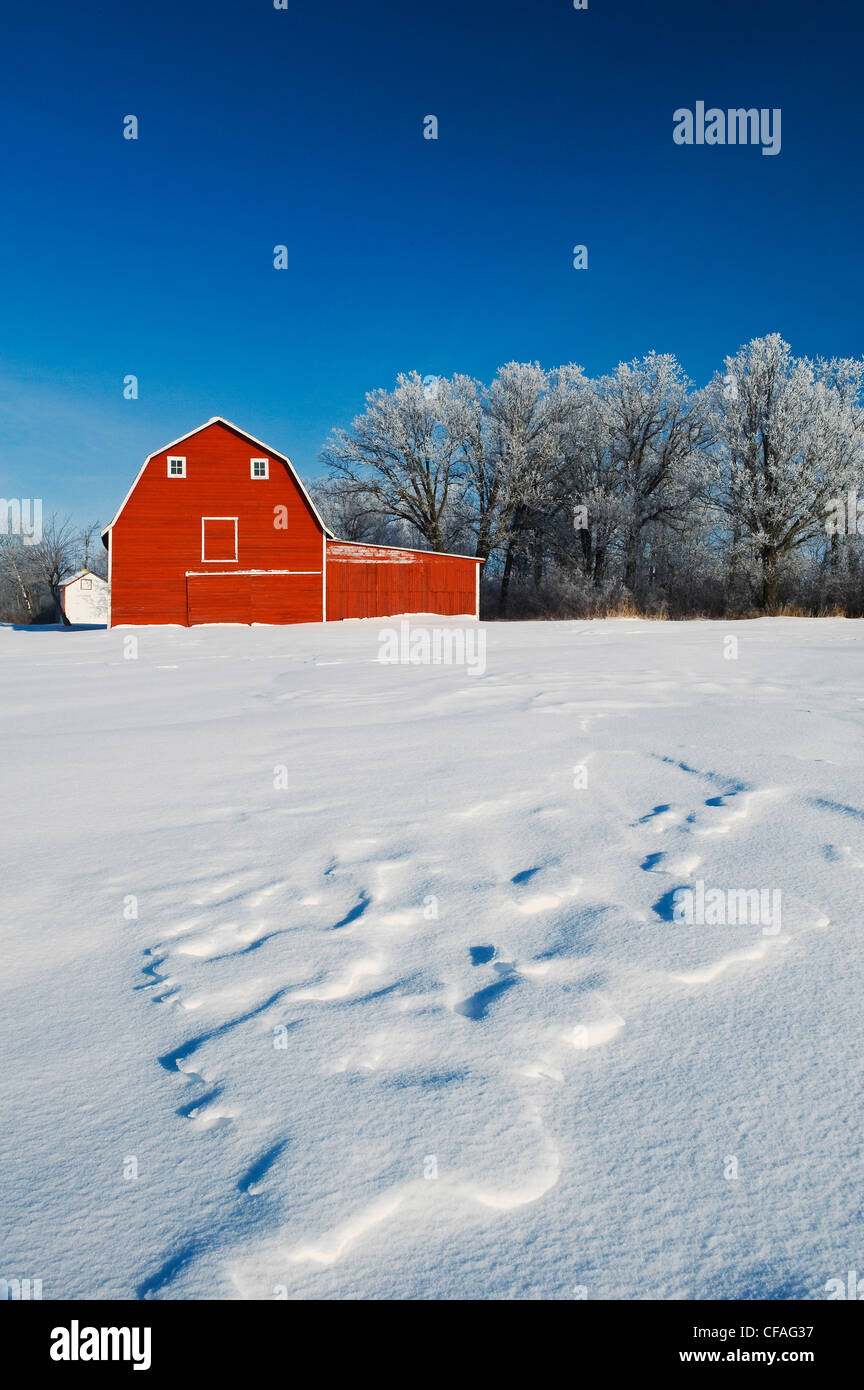 Red barn winter near beausejour hi-res stock photography and images - Alamy