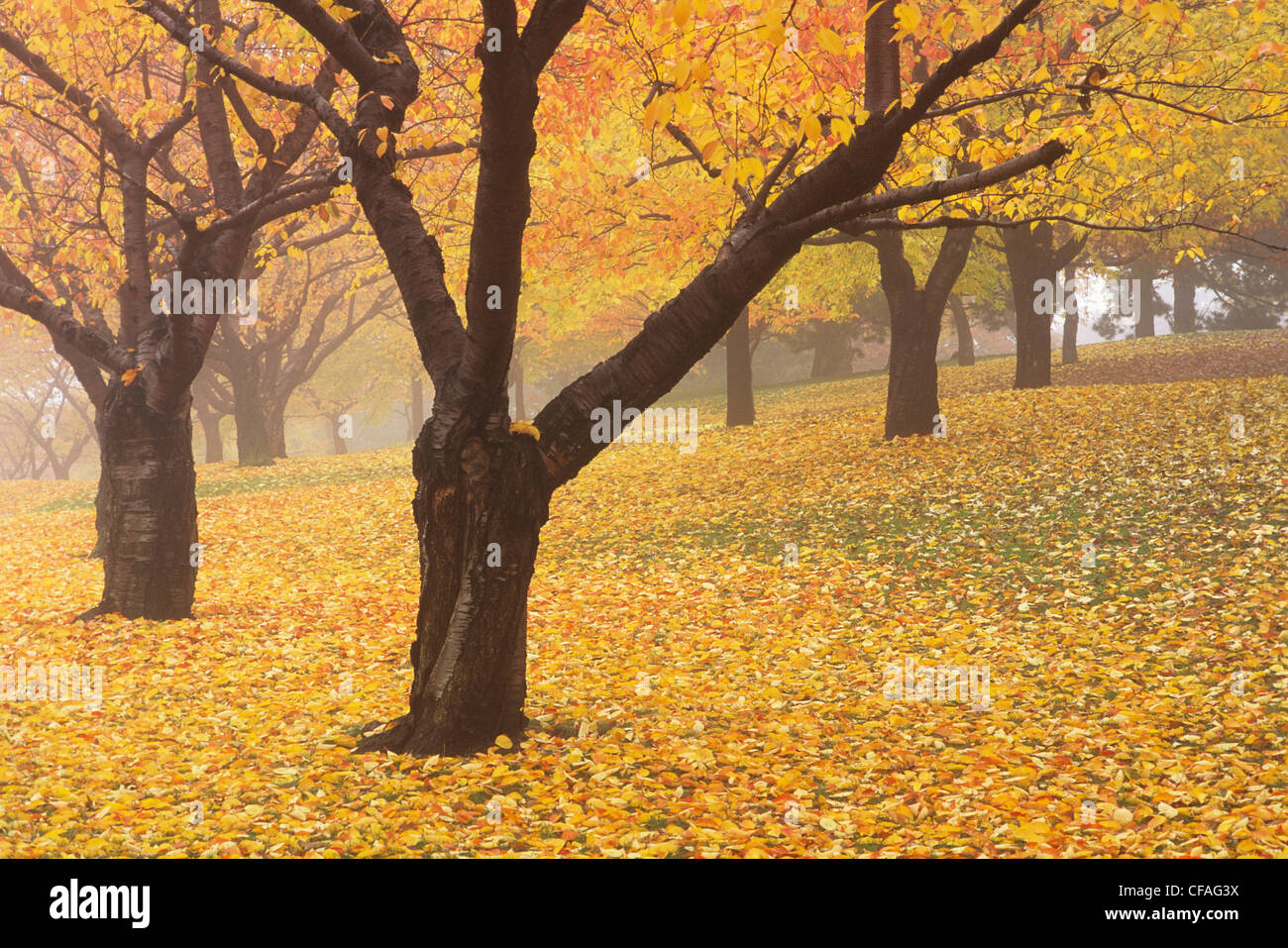 High Park in autumn colours Toronto, Ontario, Canada Stock Photo - Alamy