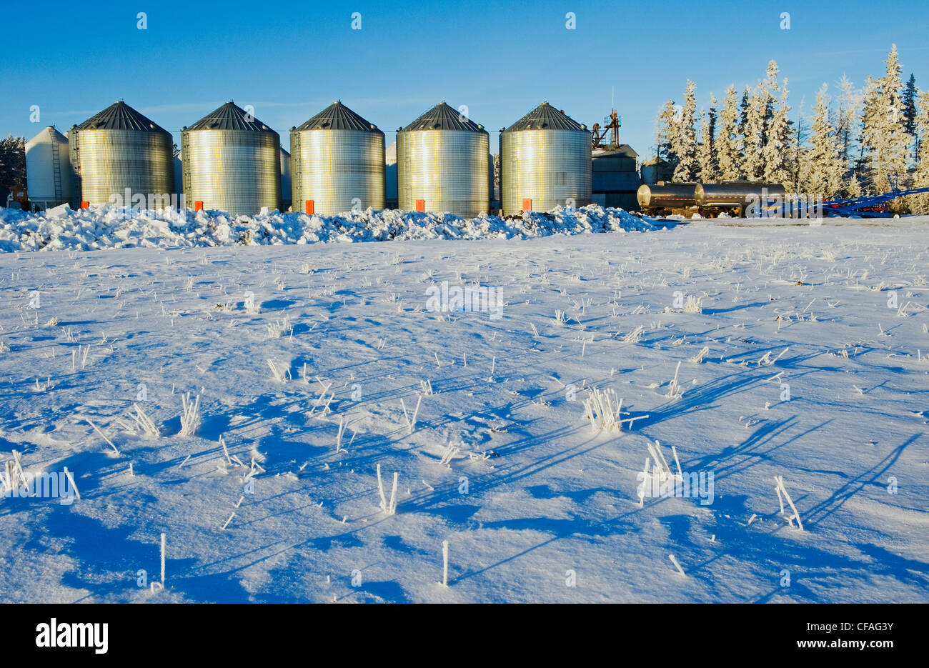 Frosty field with winter grain hi-res stock photography and images - Alamy