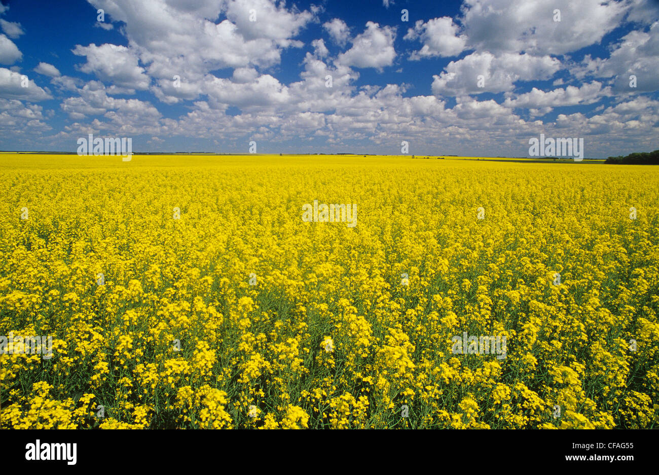 Bloom blossom canola farm field flowers horizontal nobody rapeseed ...