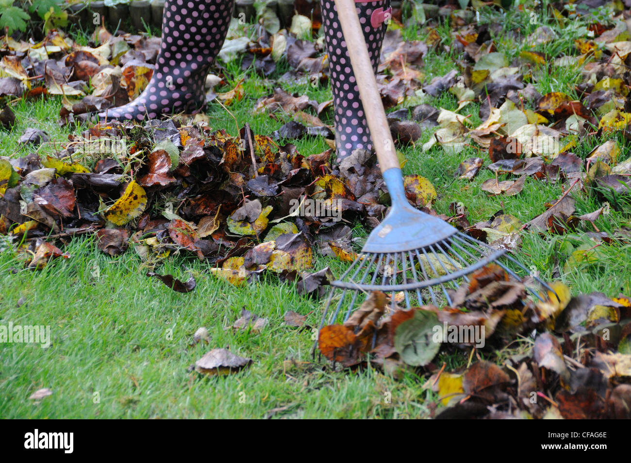 Raking leaves off lawn Stock Photo - Alamy