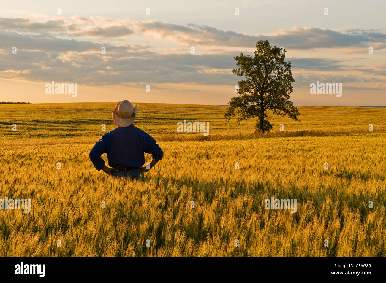Man standing looking over crops hi-res stock photography and images - Alamy