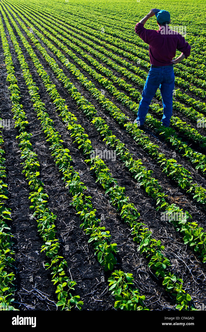 Farmer in a early growth soybean field hi-res stock photography and ...