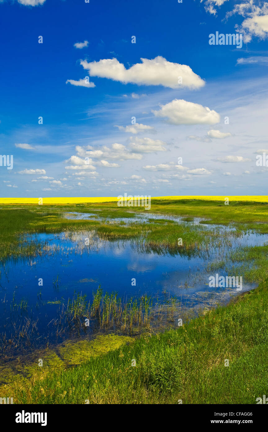 Wet land slough hi-res stock photography and images - Alamy