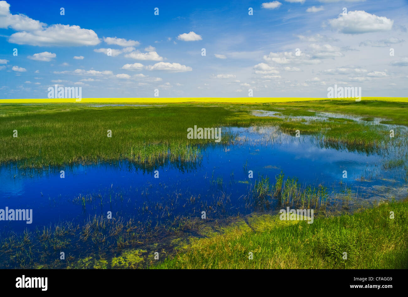 prairie slough with canola growing in the background, near Triburne ...