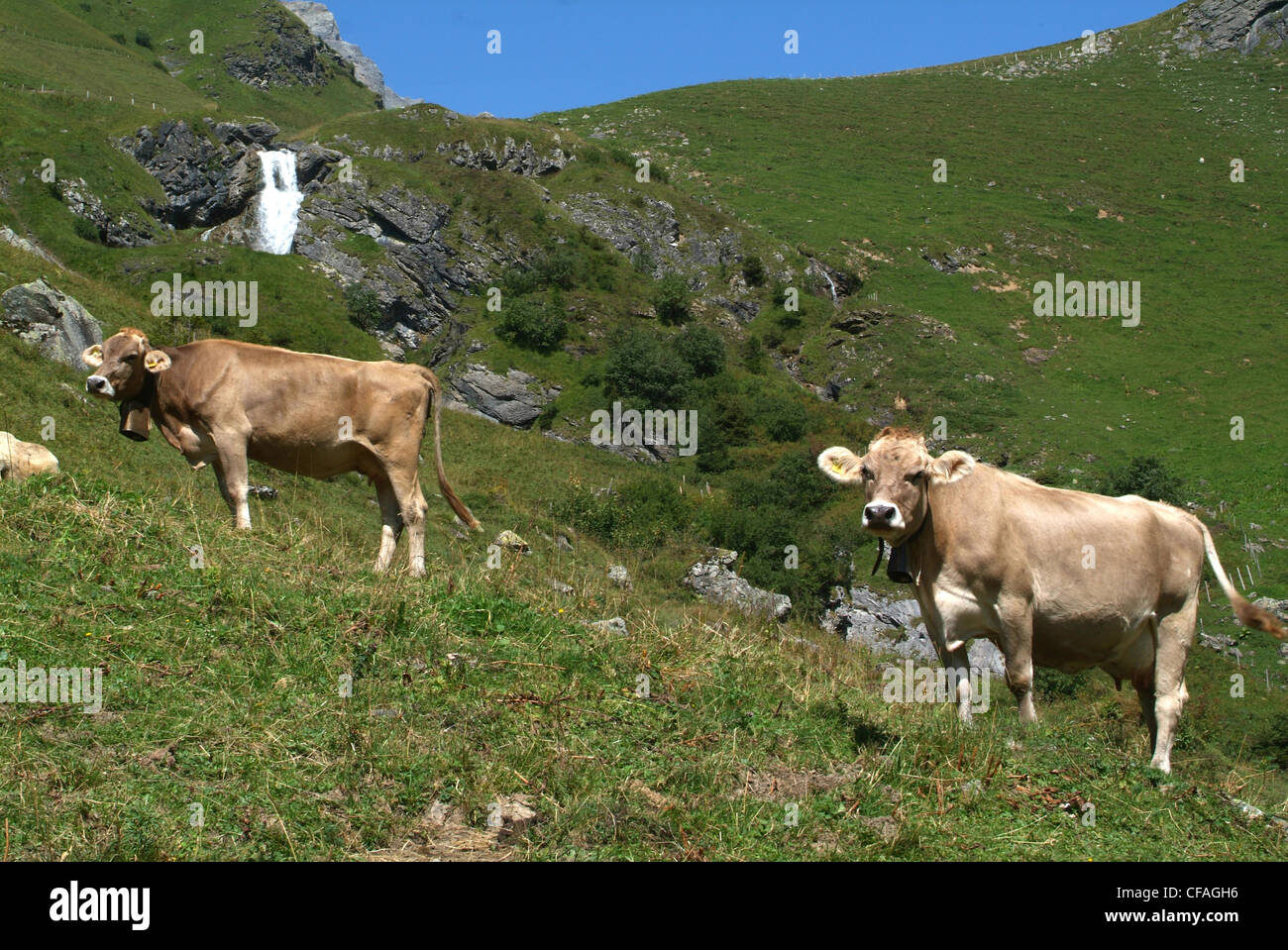 Europe cows hi-res stock photography and images - Alamy