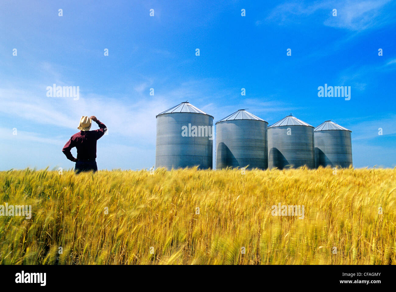 Swathed wheat hi-res stock photography and images - Alamy