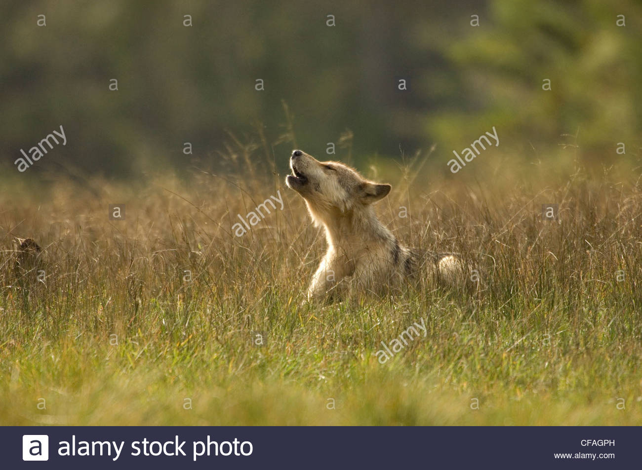 Timber Wolf Howling Stock Photos & Timber Wolf Howling Stock Images - Alamy
