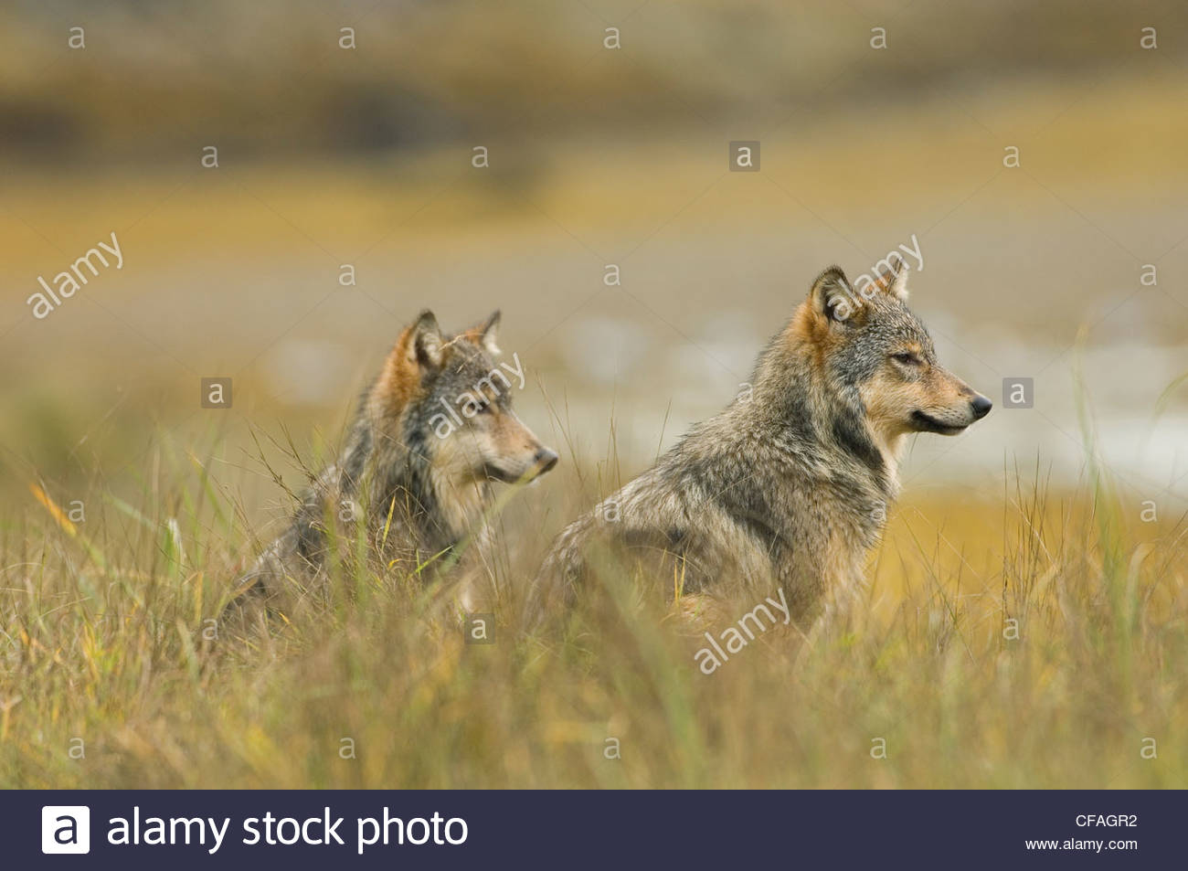 Two Wolves Stock Photos & Two Wolves Stock Images - Alamy