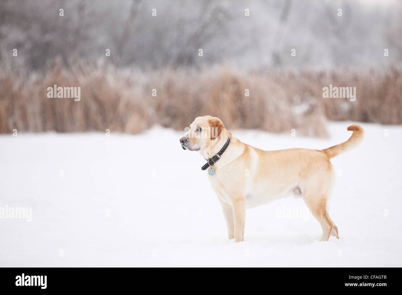 Yellow Labrador Retriever standing in a marsh on a frosty winter day ...