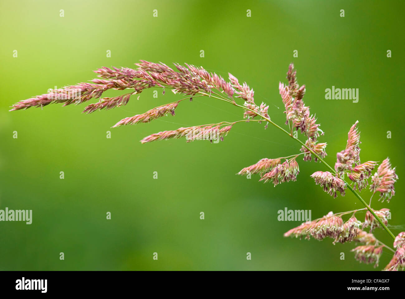 Grass, British Columbia, Canada Stock Photo - Alamy