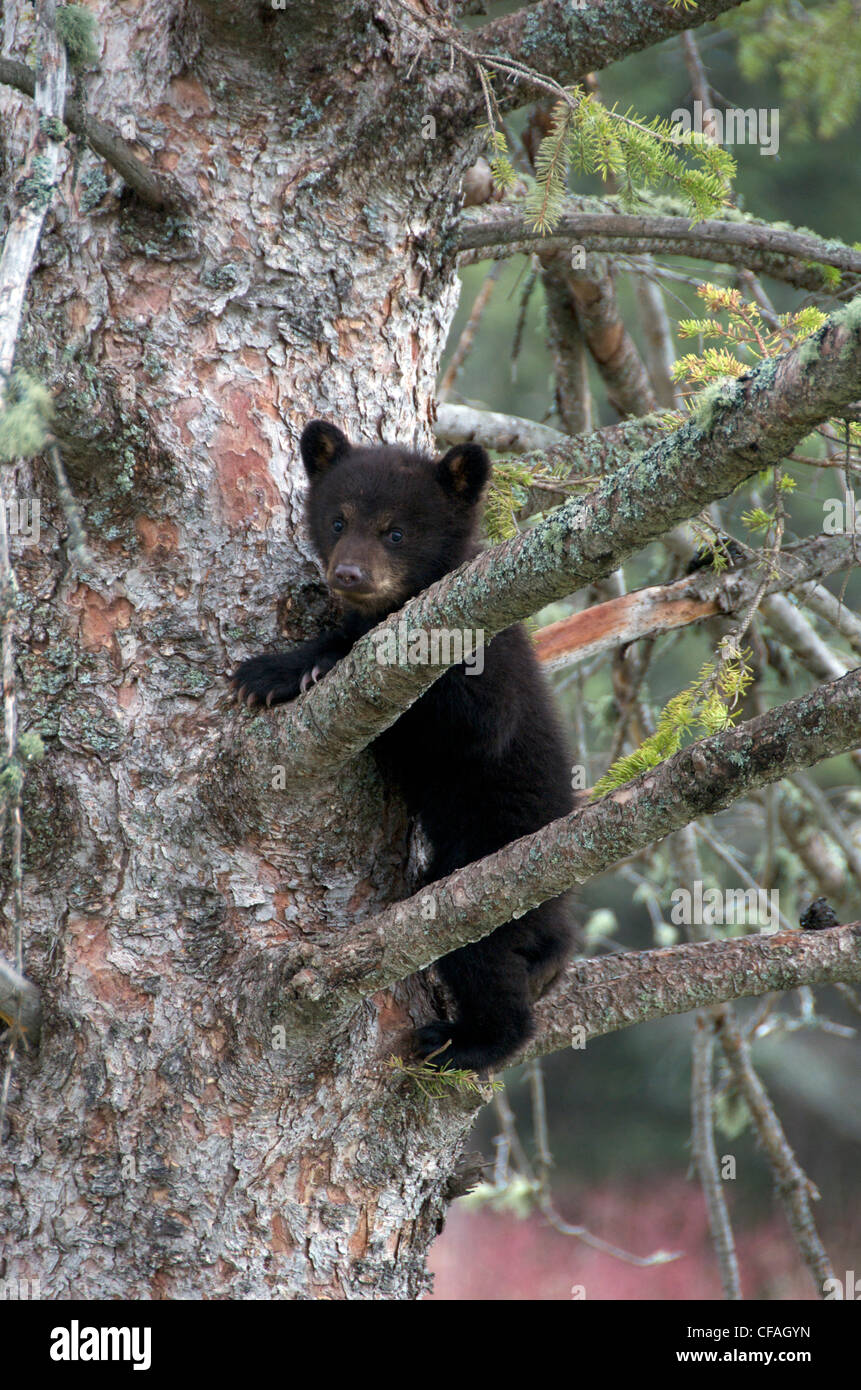 Escaping animals hi-res stock photography and images - Alamy