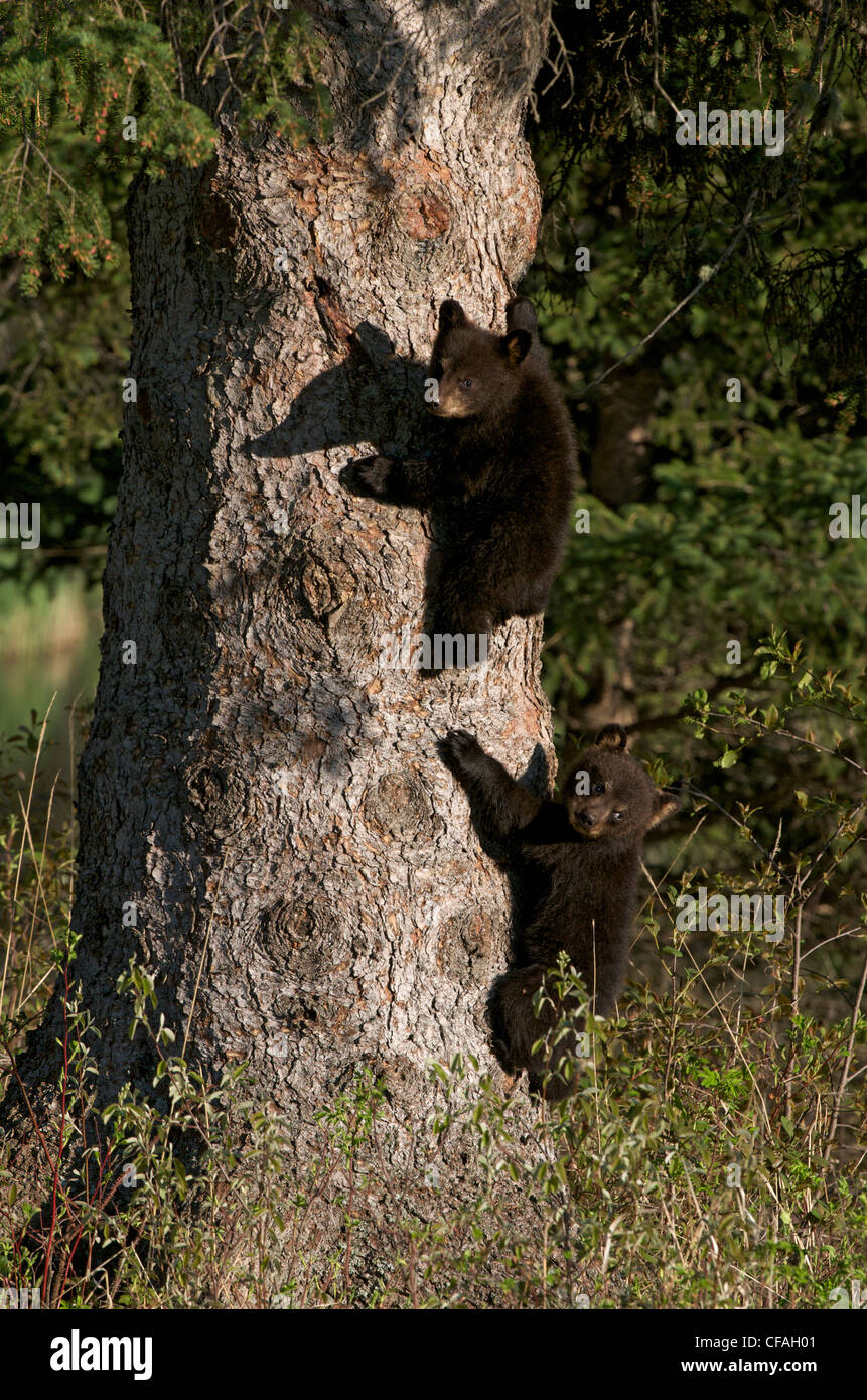 Black Bear Cubs In Tree