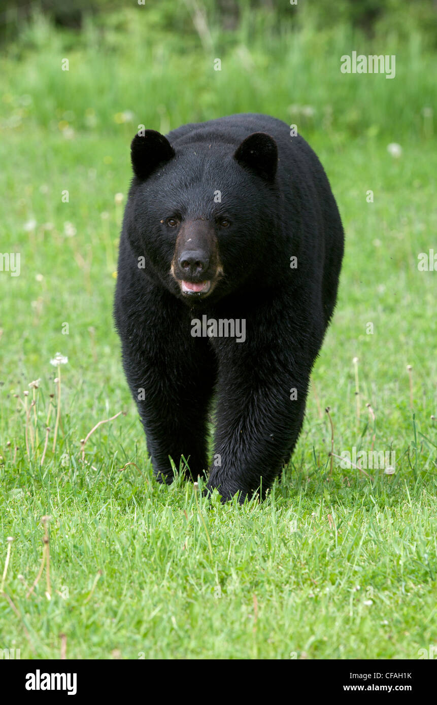 Wild American Black Bear Ursus americanus Stock Photo - Alamy