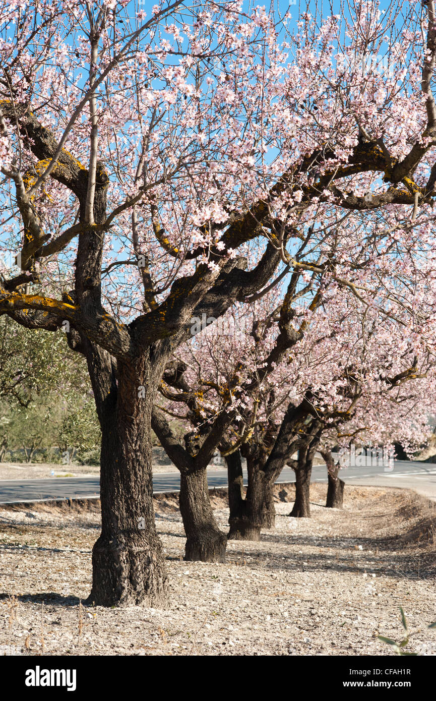 Beautifully flowering almond trees in a row Stock Photo - Alamy