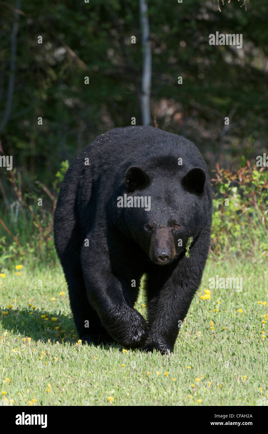 Ursus americanus closeup hi-res stock photography and images - Alamy