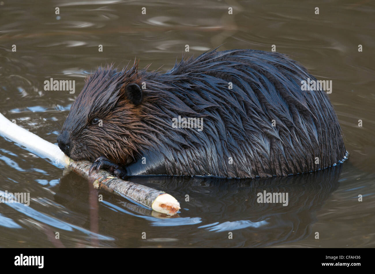 Beaver gnawing tree hi-res stock photography and images - Alamy