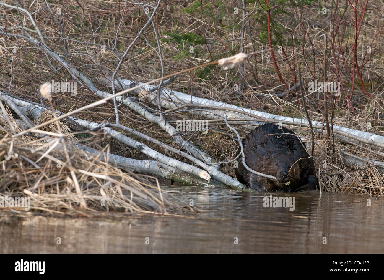 Canada beaver chewing branch hi-res stock photography and images - Alamy