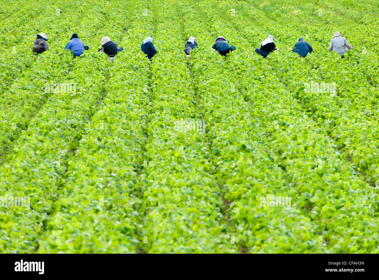 Strawberry picking with model hi-res stock photography and images - Alamy