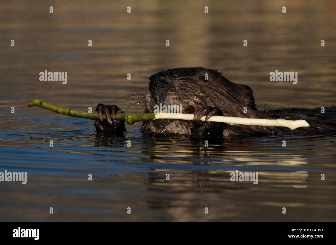 Beaver gnawing tree hi-res stock photography and images - Alamy