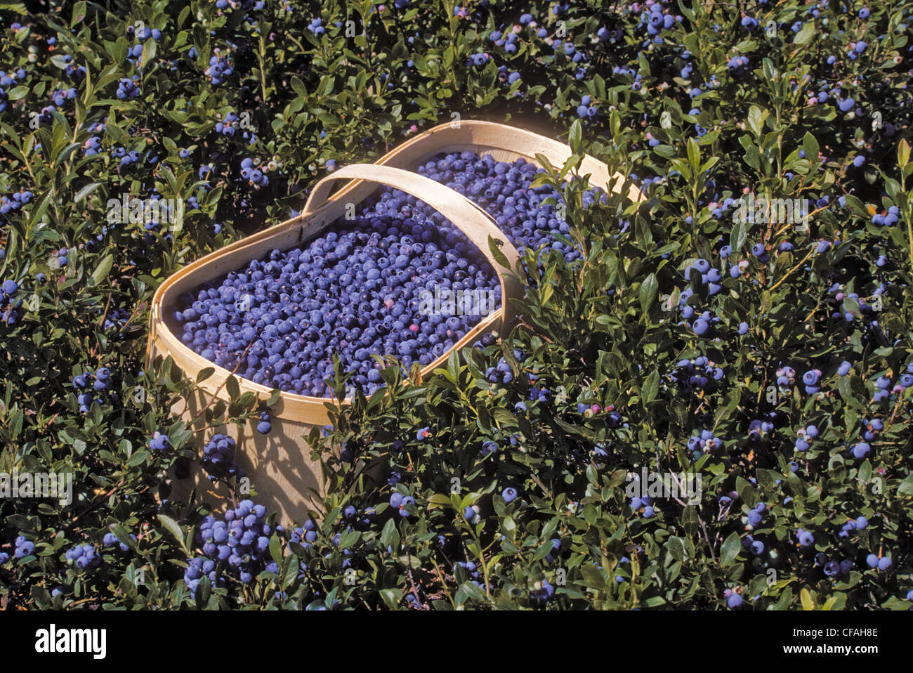 Blueberries are a plentiful and celebrated harvest in August in the Lac ...