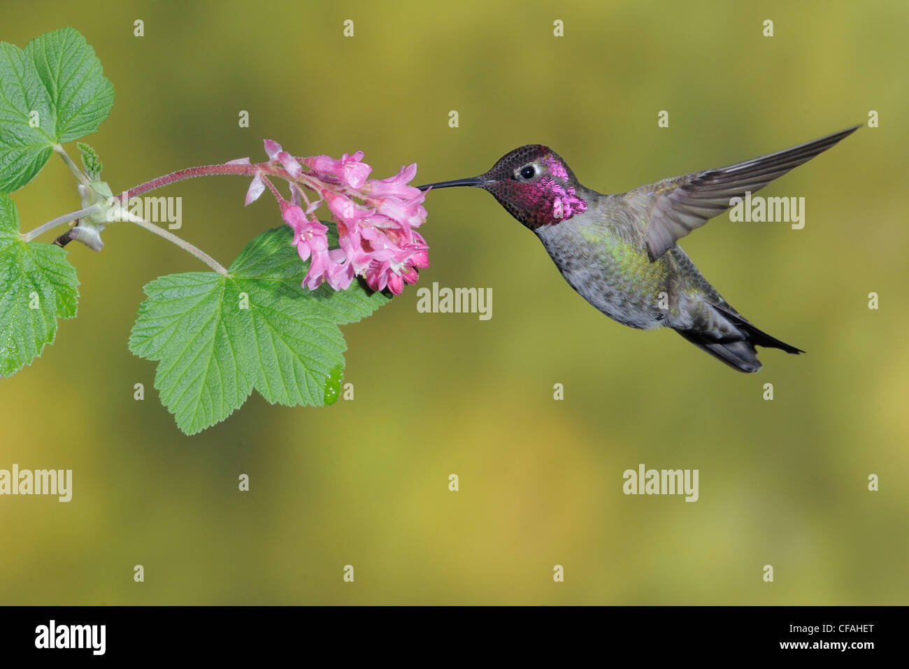 Male Anna's Hummingbird (Calypte anna) feeding on the nectar of a ...