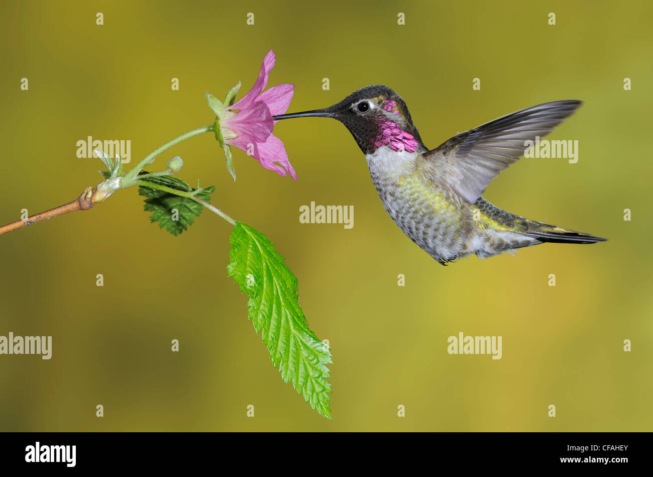 Male Anna's Hummingbird (Calypte anna) feeding on the nectar of a ...