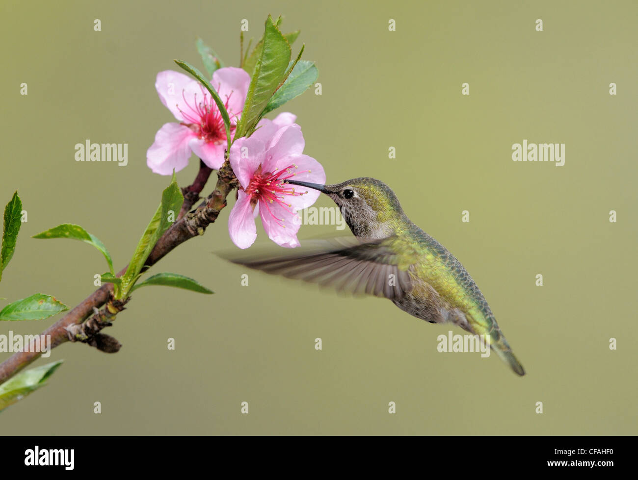 Female Anna's Hummingbird (Calypte anna) feeding on the nectar of a ...