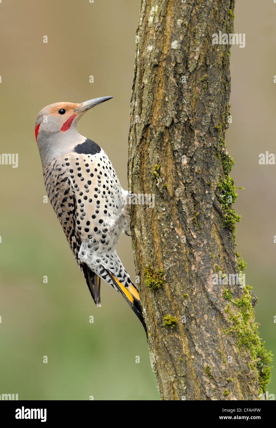 Yellow-shafted Northern Flicker (Colaptes auratus) pecking on a tree ...