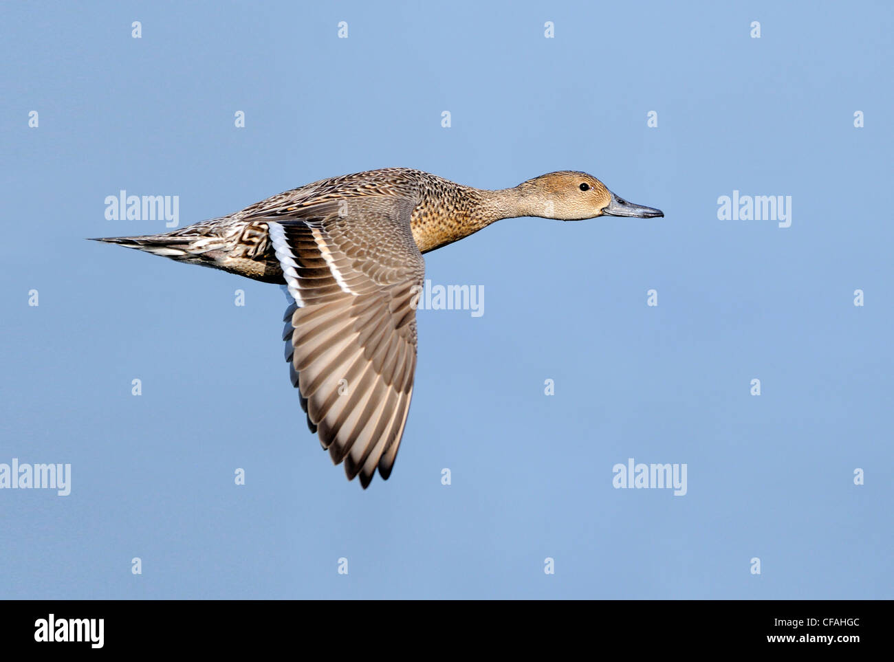 Northern Pintail (Anas acuta) in flight Stock Photo - Alamy