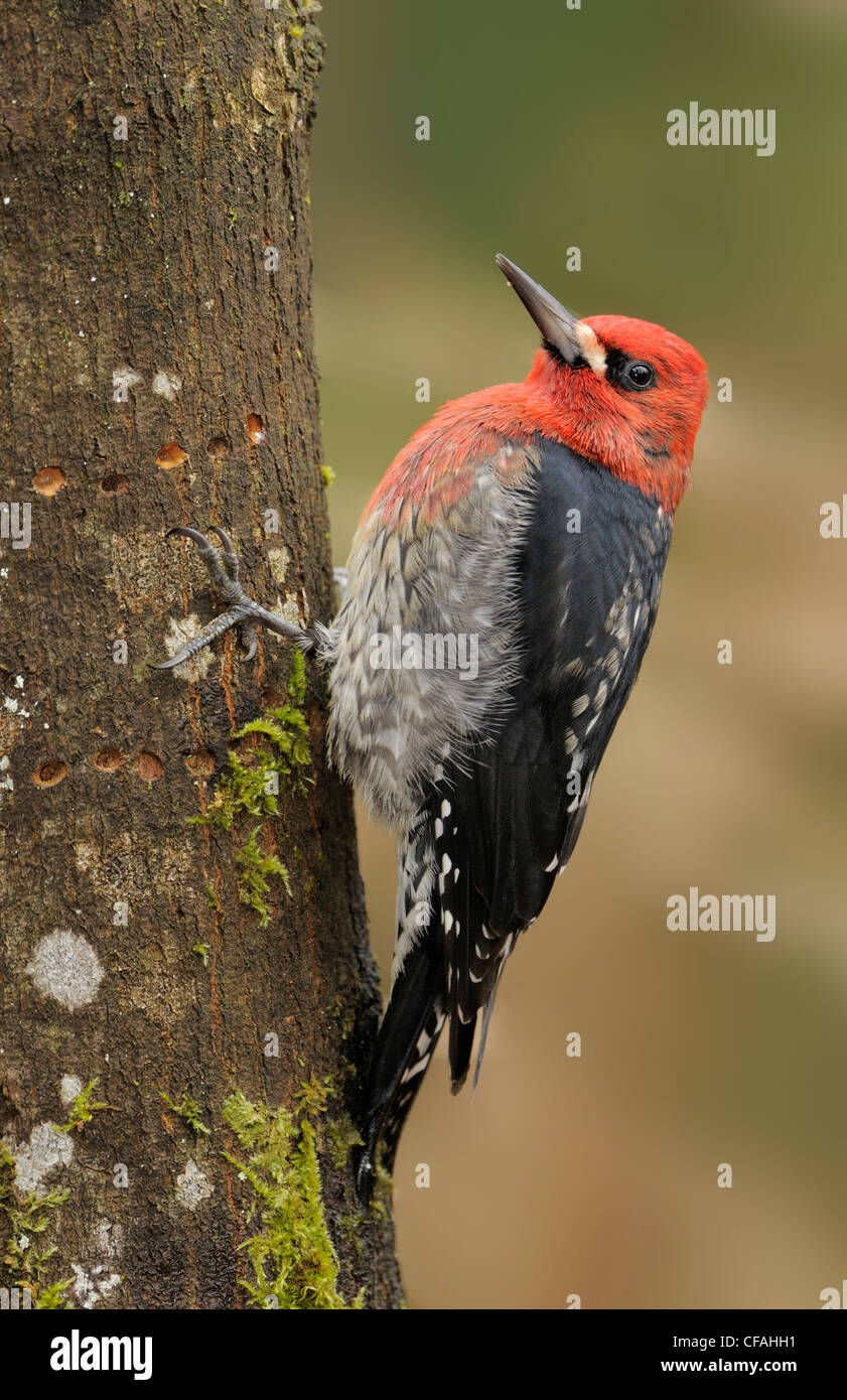 Red-breasted Sapsucker (Sphyrapicus ruber) pecking on a Maple Tree ...