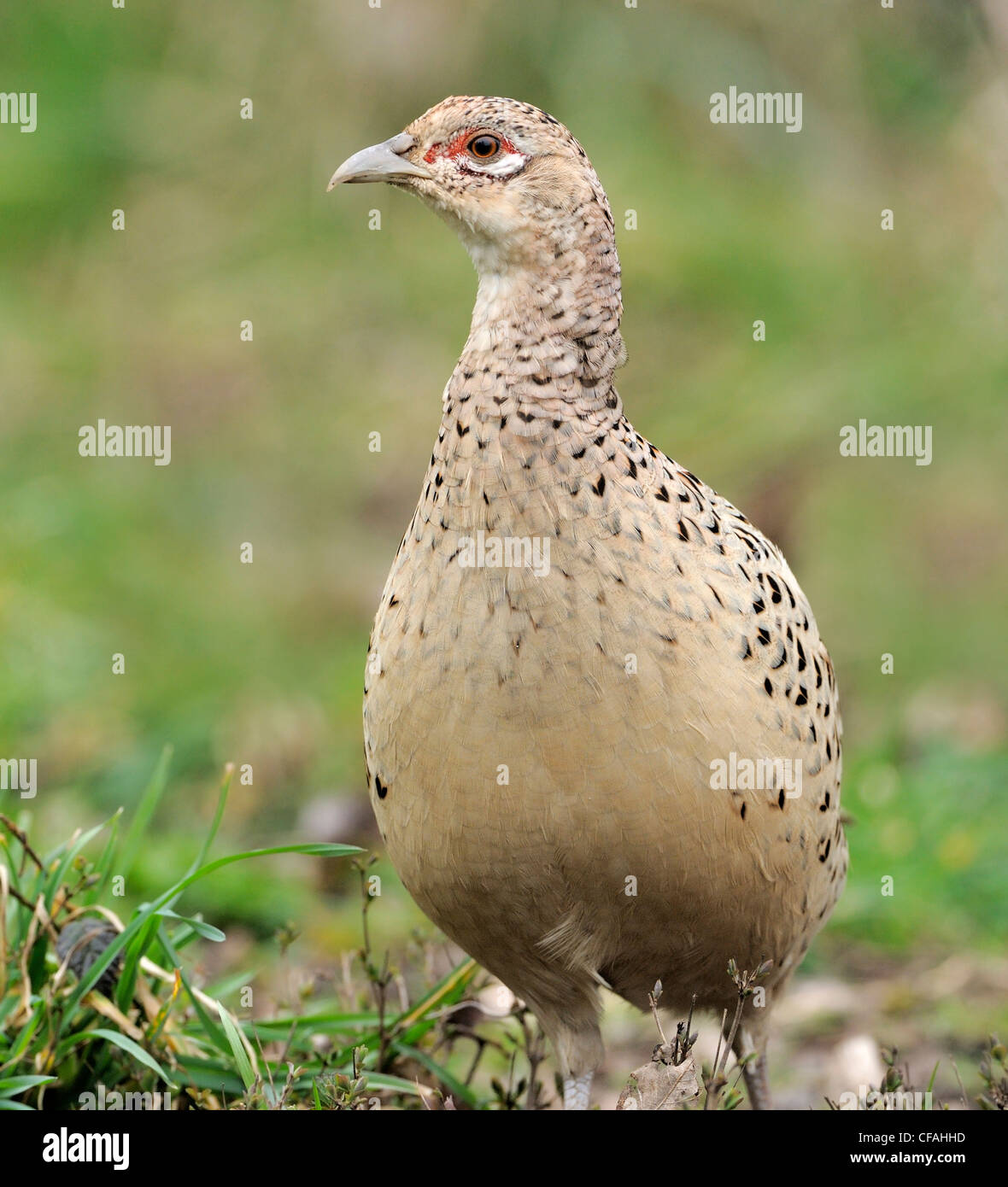 Ring necked pheasants hi-res stock photography and images - Alamy