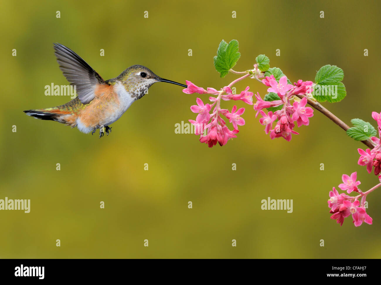 Female Rufous Hummingbird (Selasphorus rufus) feeding on the nectar of ...