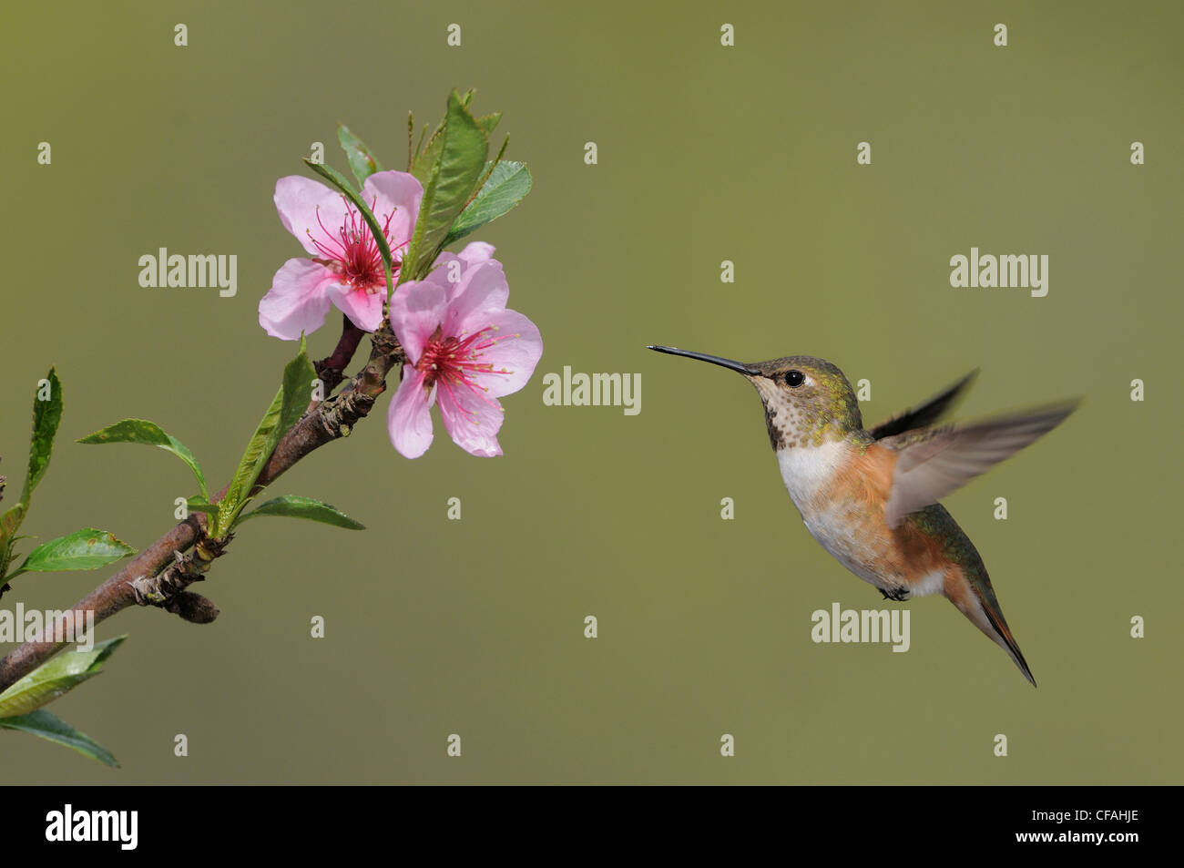 Female Rufous Hummingbird (Selasphorus rufus) feeding on the nectar of ...
