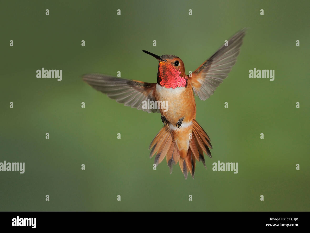Close up of rufus hummingbirds in nest hi-res stock photography and ...