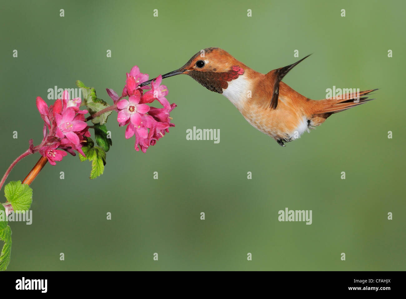 Male Rufous Hummingbird (Selasphorus rufus) feeding on the nectar of a ...