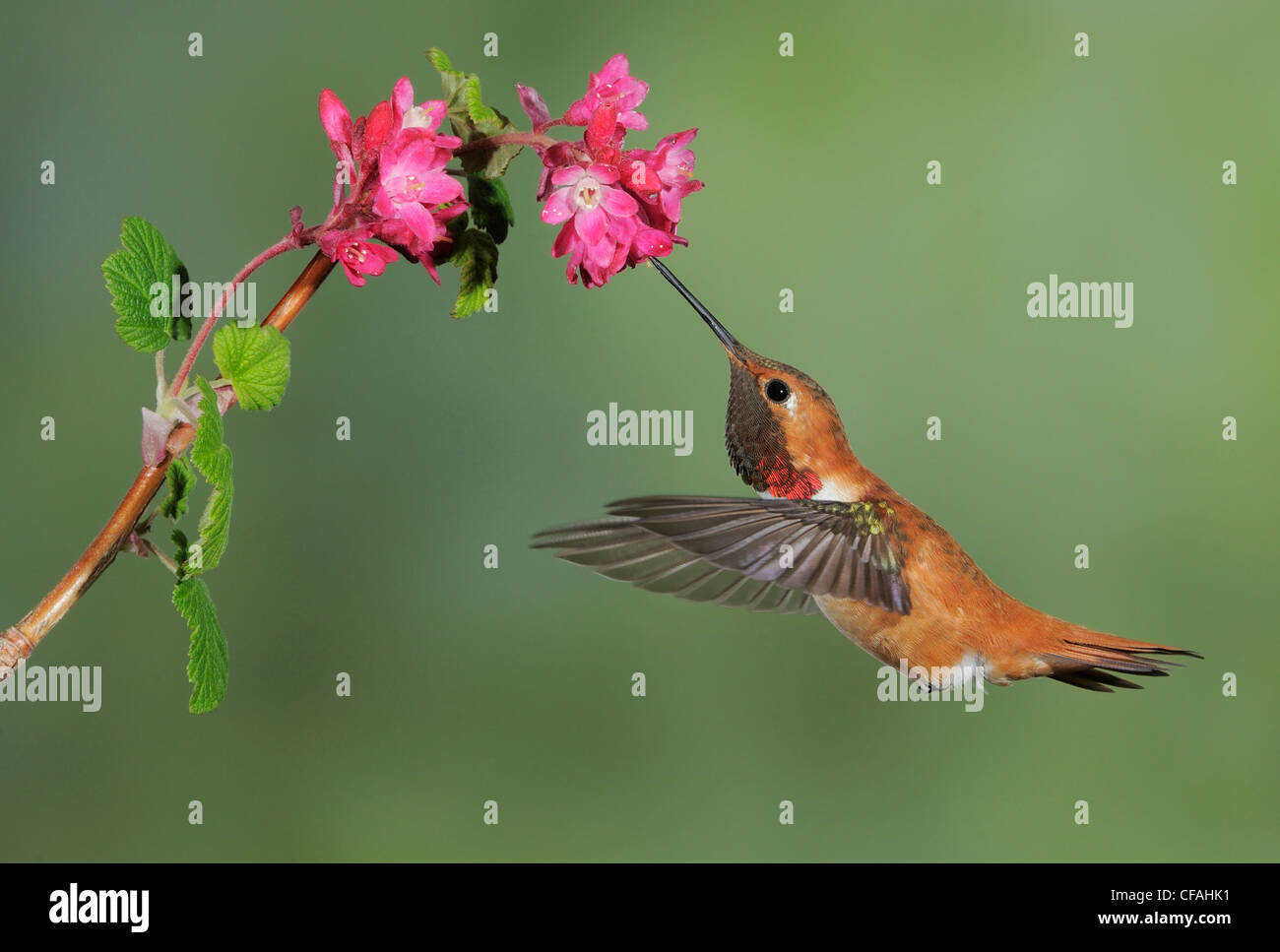 Rufus coloured bird hi-res stock photography and images - Alamy