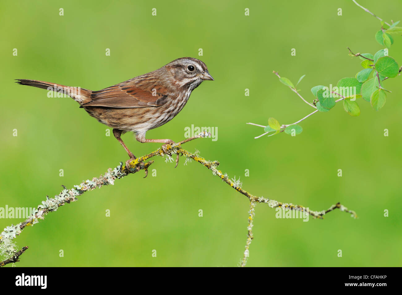 Song Sparrow (Melospiza melodia) perched on a branch Stock Photo - Alamy