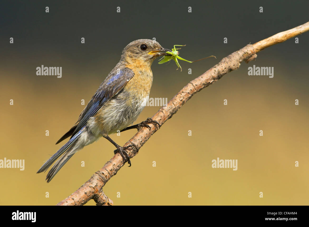 Sialisialis hi-res stock photography and images - Alamy