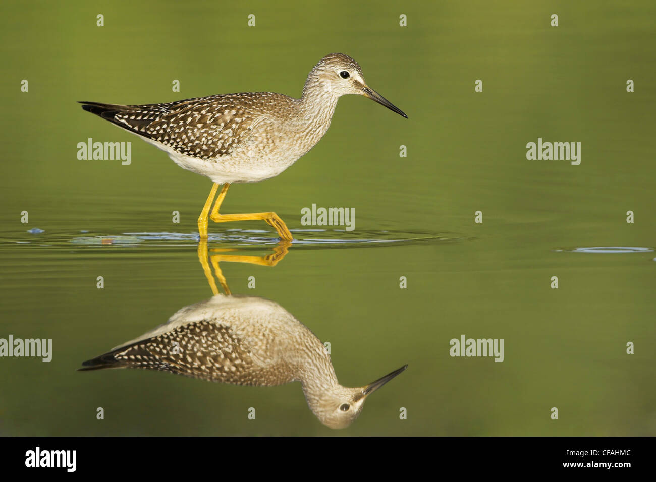 A Lesser Yellowlegs (Tringa flavipes) and its reflection feeding in a ...