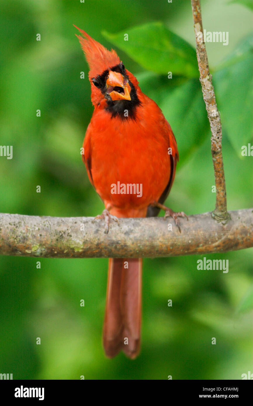Cardinal Singing