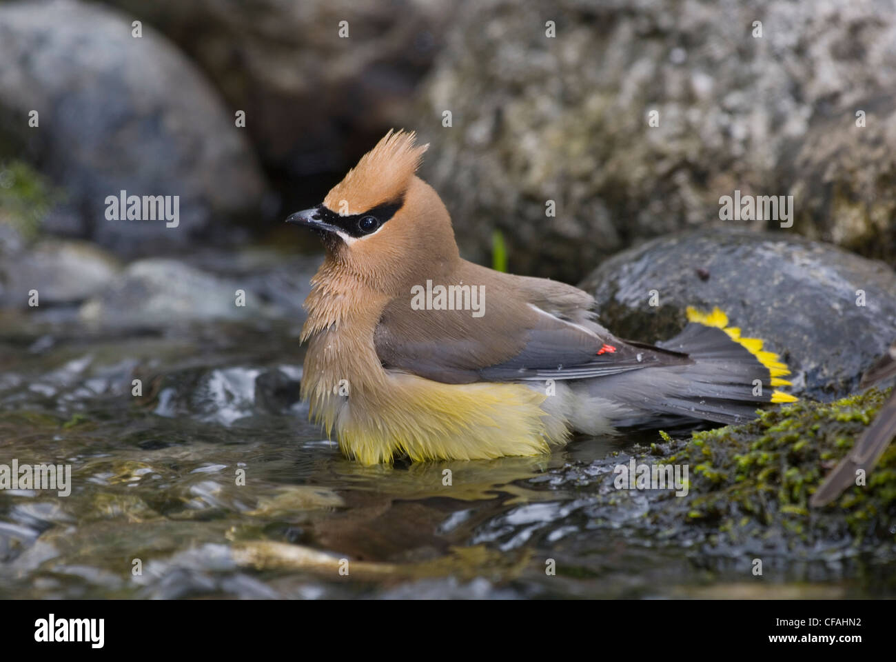 Cedar Waxwing (Bombycilla cedrorum), British Columbia, Canada Stock ...