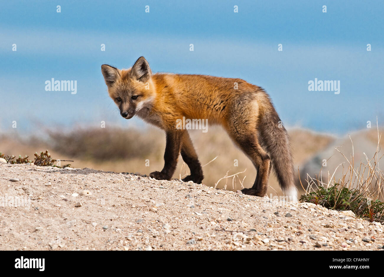 Red Fox (Vulpes vulpes) kit, Churchill, Manitoba, Canada Stock Photo ...